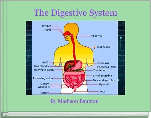 "The Digestive System" - Free stories online. Create books for kids ...