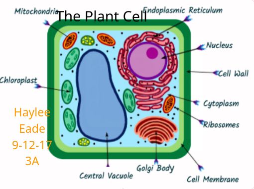 "The Plant Cell" - Free stories online. Create books for kids | StoryJumper