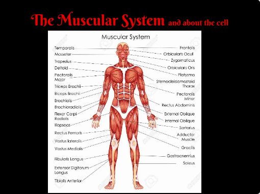 "The Muscular System and about the cell" - Free stories online. Create ...